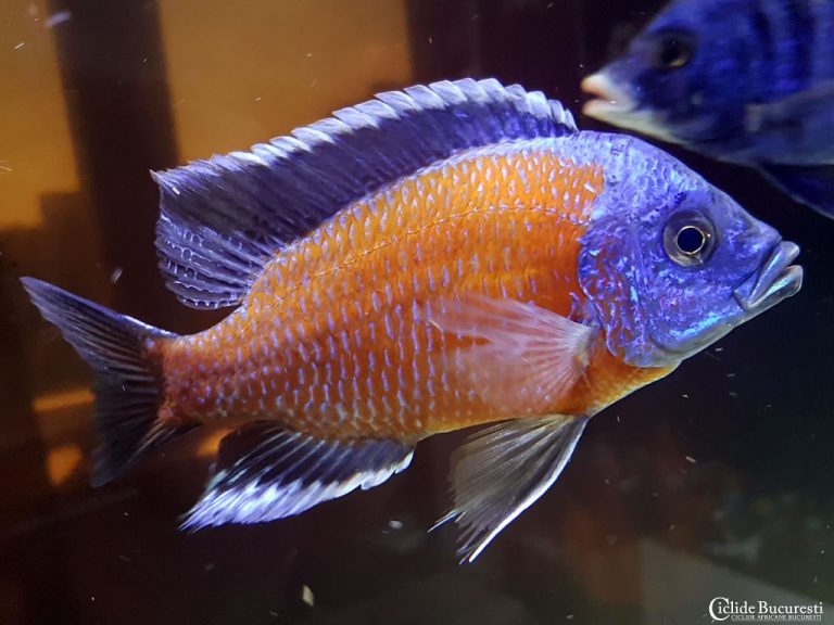 Copadichromis Borleyi Kadango Red Fin - Ciclide Africane Bucuresti ...